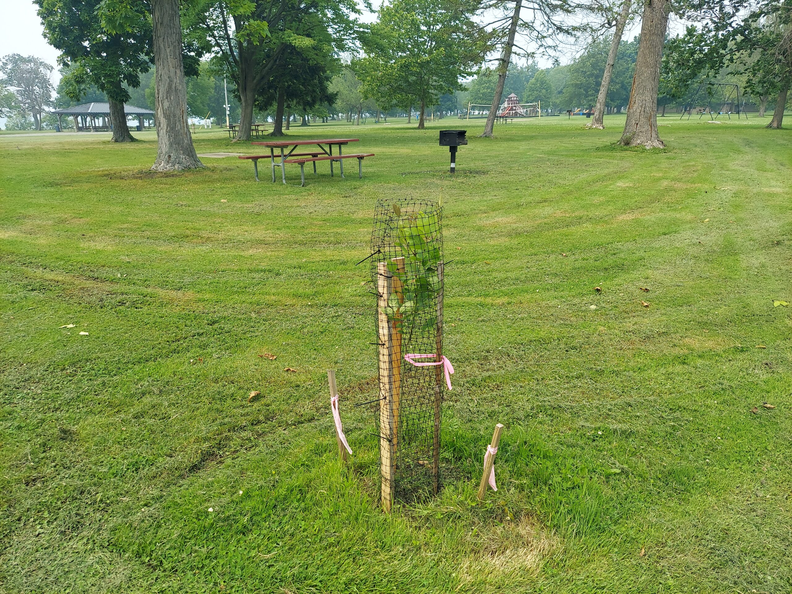 Who planted the three trees in the park? | News, Sports, Jobs ...